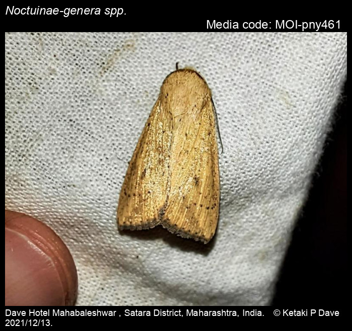 Noctuinae-genera spp. | Moths